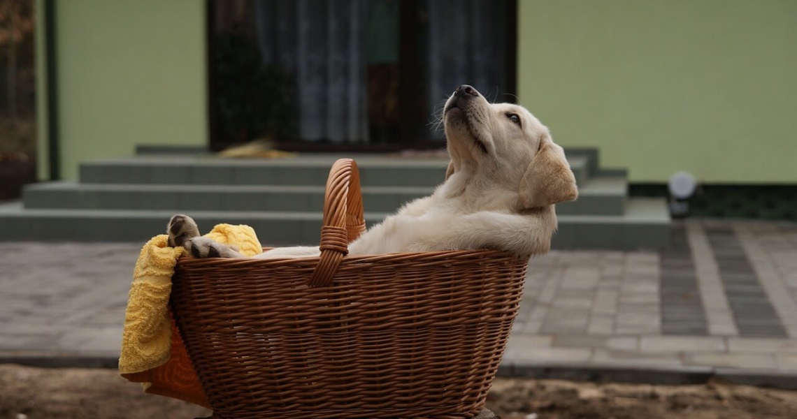 Hunde Welpen - Alles was Du zu Welpen wissen solltest